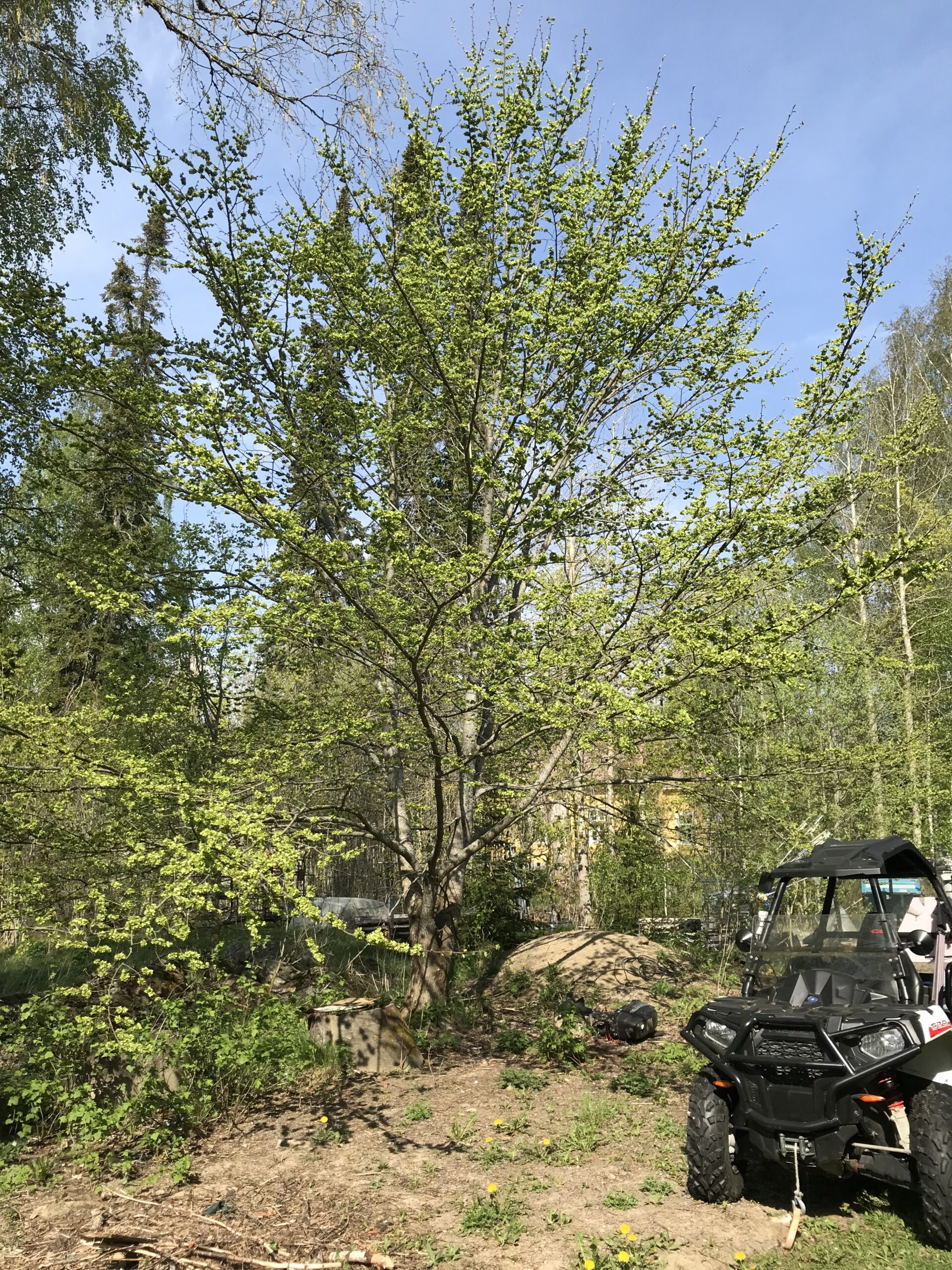 Jalava. – Pirkan Blogit